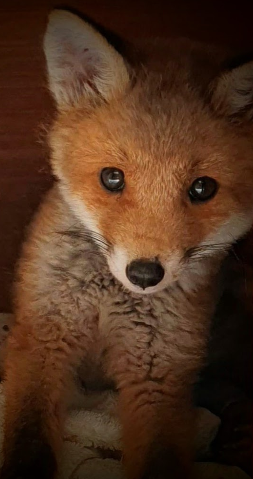 Fox’s Tales! - Coming Home - The Indigo Fox