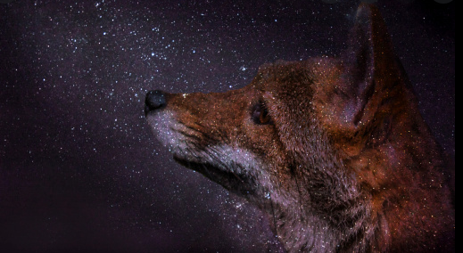 A Big Welcome To Coming Home – The Indigo Fox - Thank you